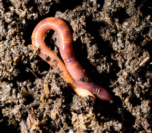 Worm composting Stock Photos, Royalty Free Worm composting Images ...