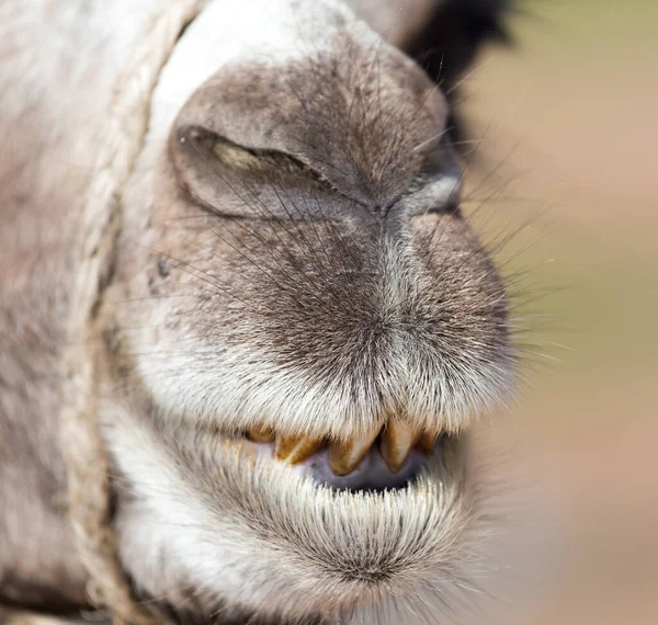 Dientes de burro fotos de stock, imágenes de Dientes de burro sin ...
