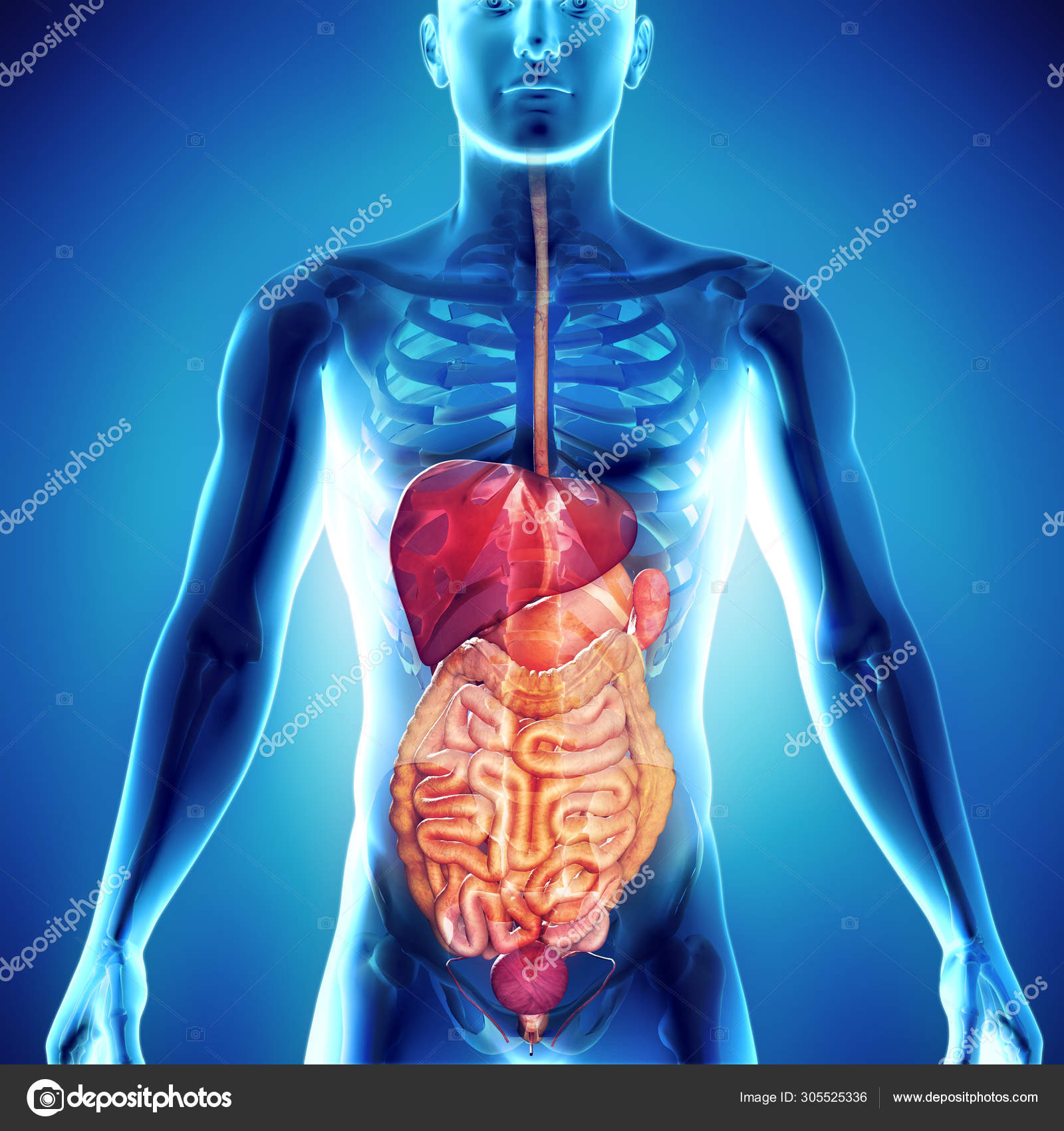 Menselijk Lichaam 3d 3D Visualisatie Van De Menselijke Anatomie. De