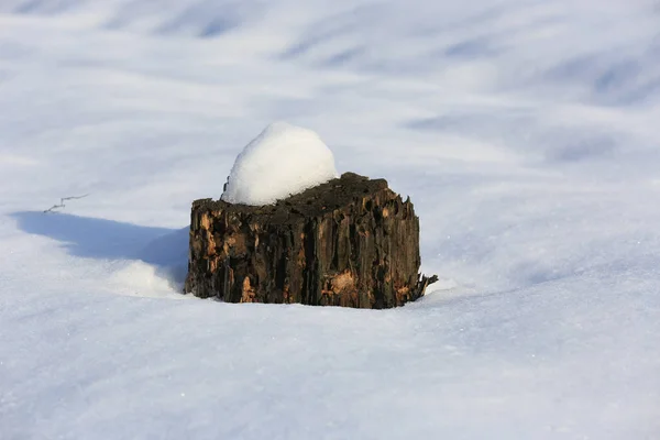 Tree stump in the snow Stock Photos, Royalty Free Tree stump in the ...