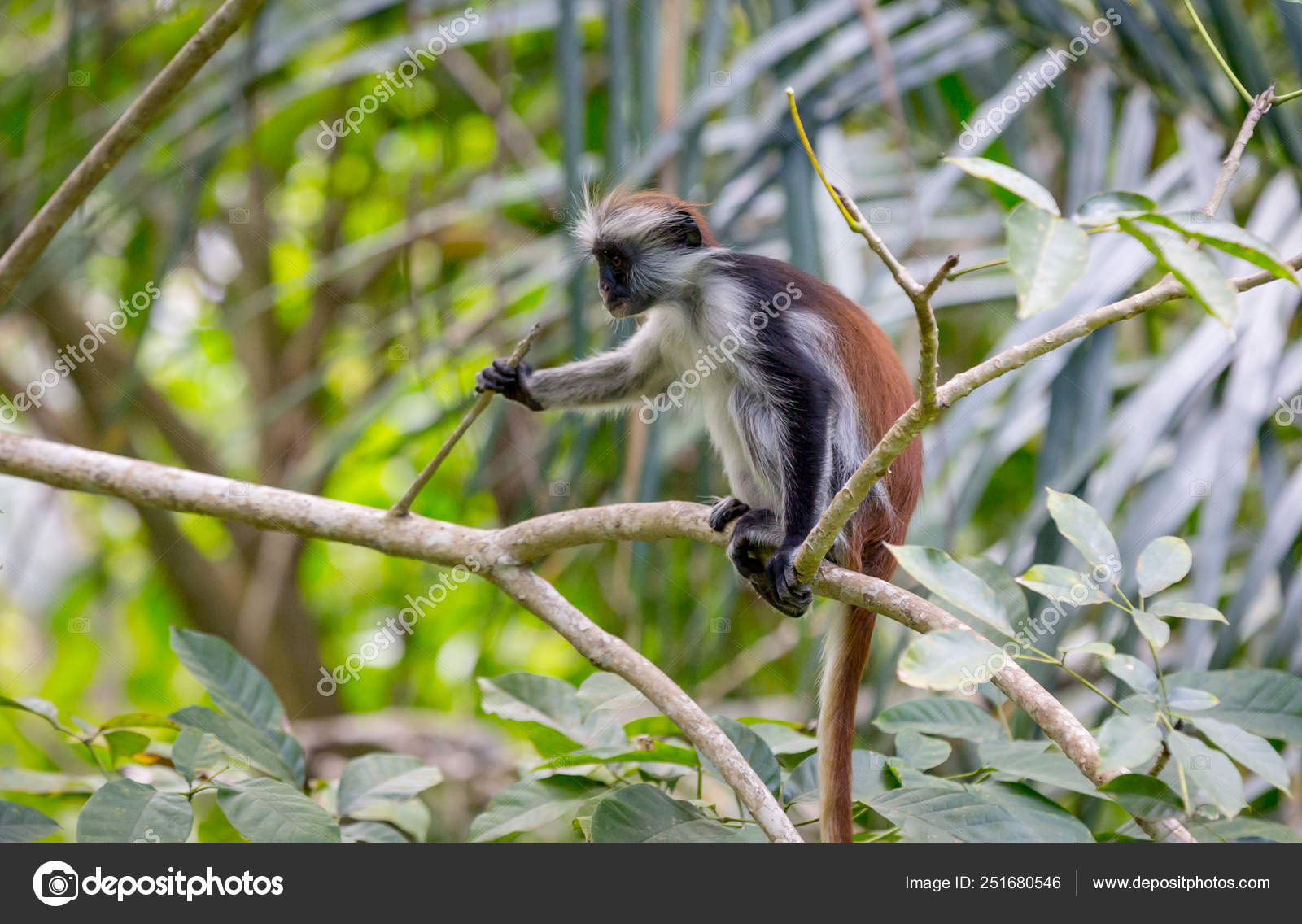 Funny monkey on tree — Stock Photo © pklimenko #251680546