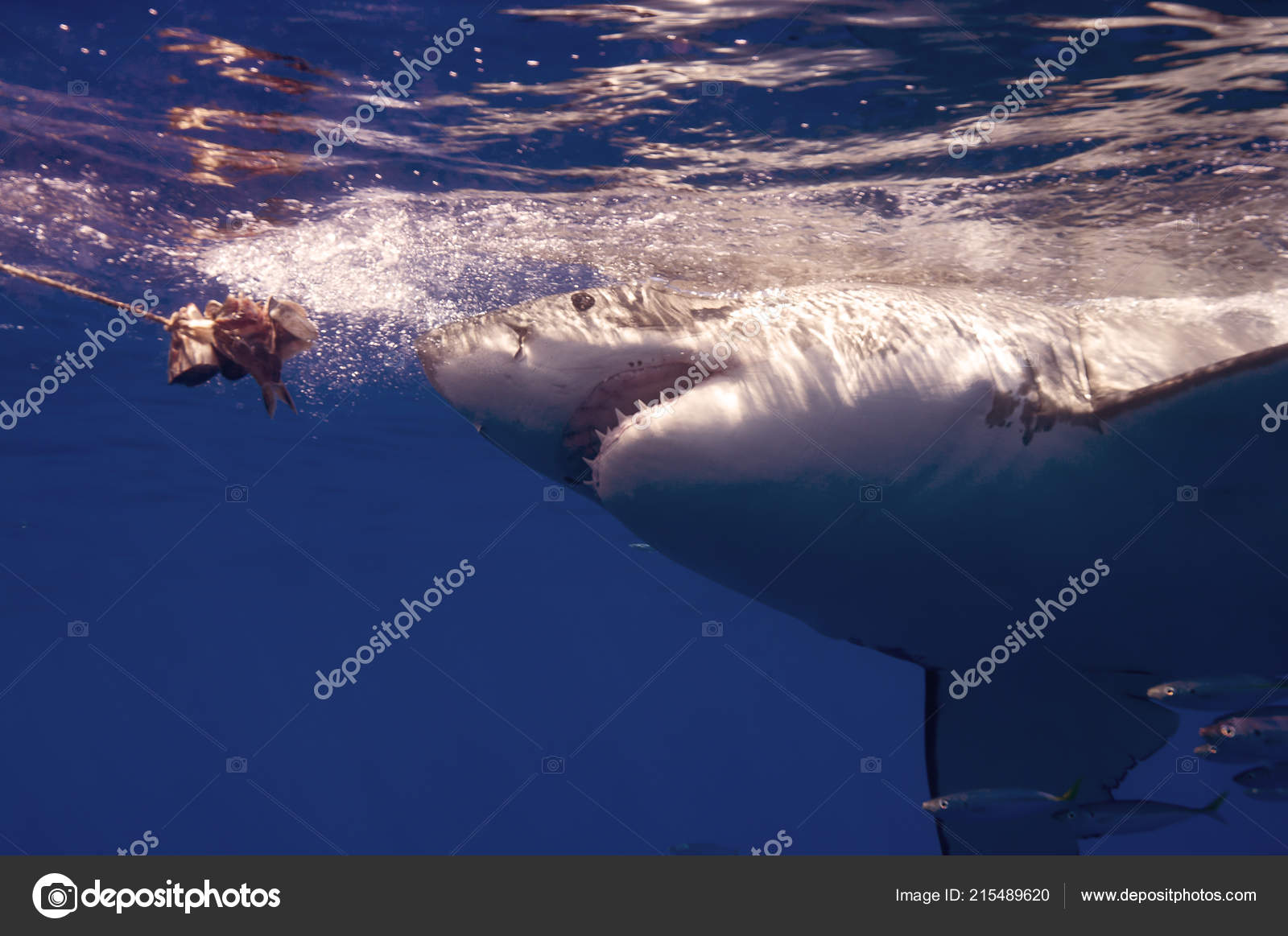 Great White Sharks Guadalupe — Stock Photo © thediver123 #215489620