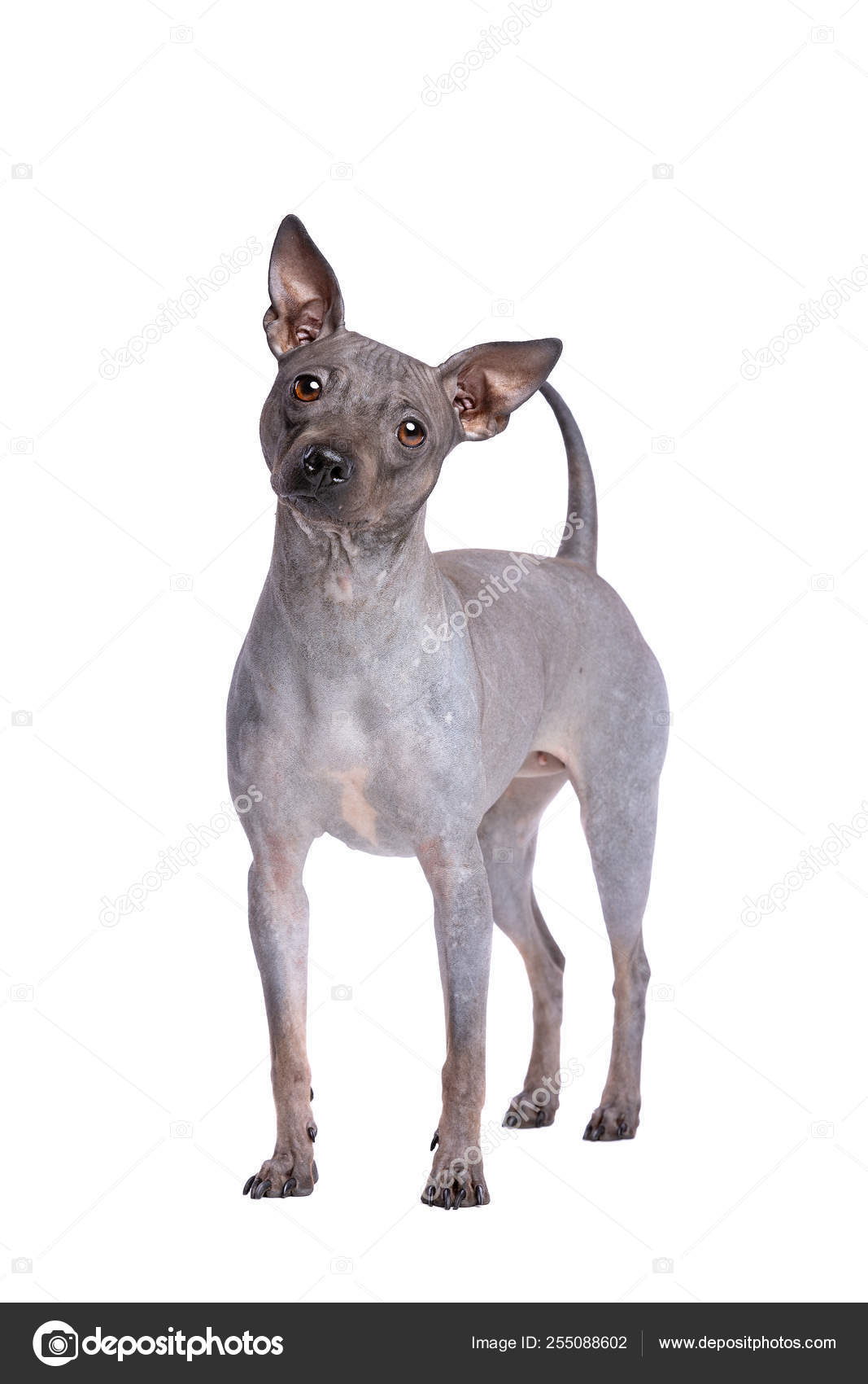 Is The American Hairless Terrier Legal In Norway
