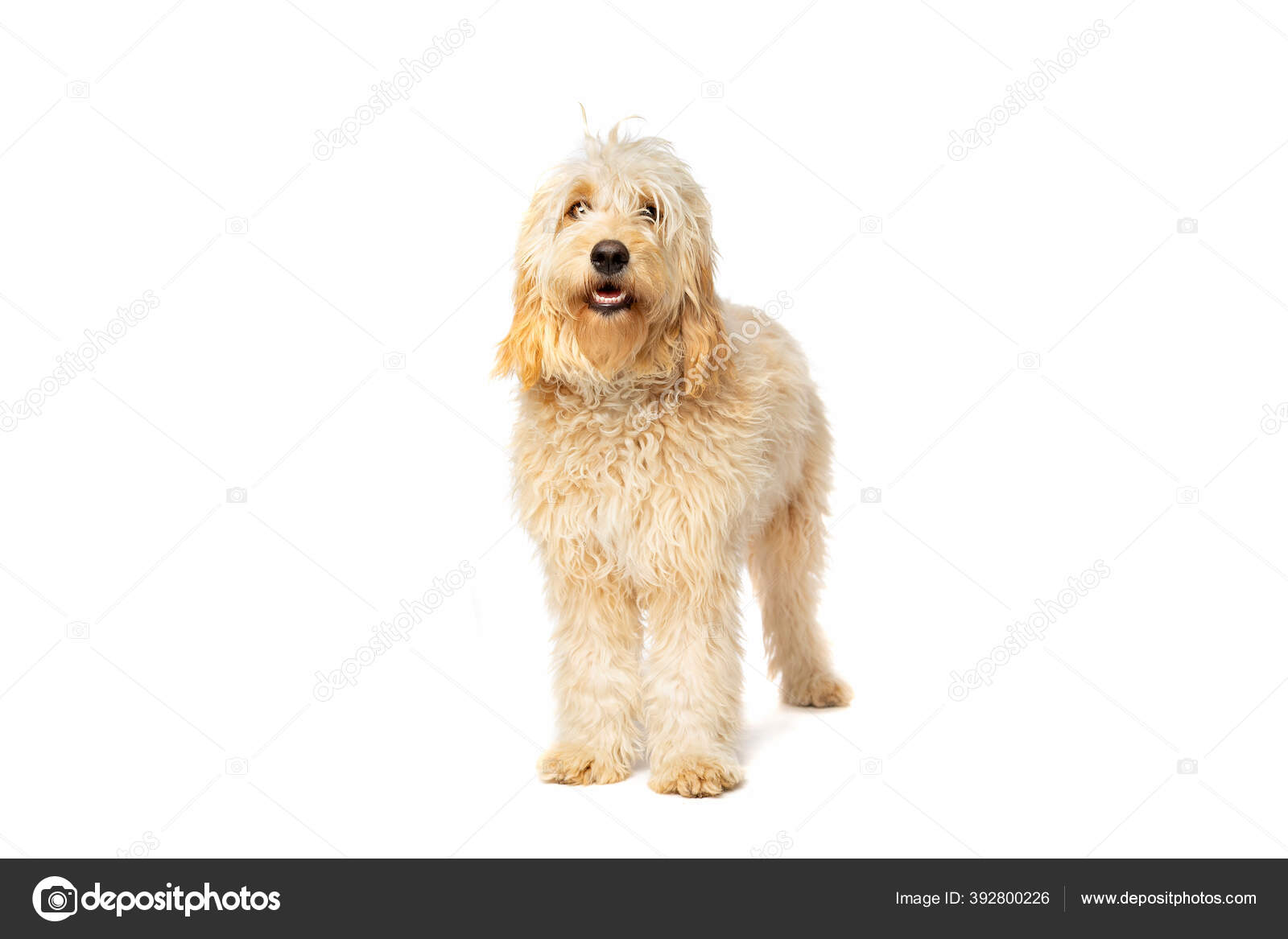Medium Goldendoodle White