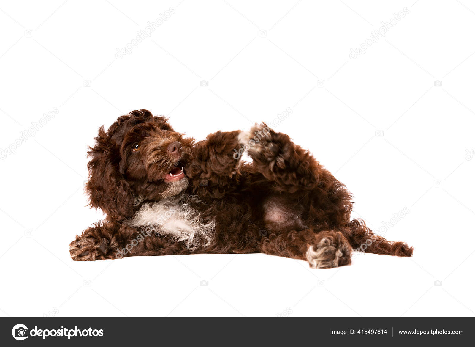 Chocolate Cockapoo Puppy
