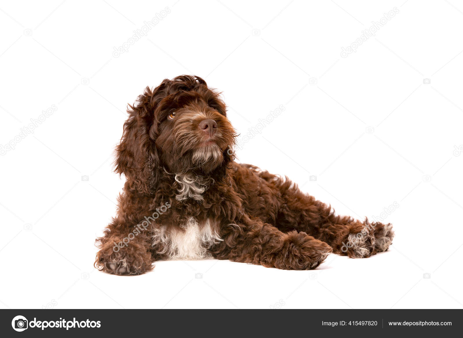 Cockapoo Brown