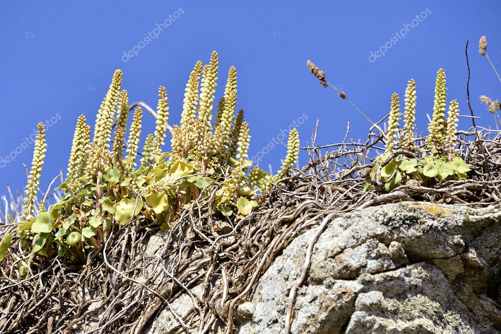 Pared Pennywort flor (Umbilicus rupestris) en la roca sobre fondo de ...