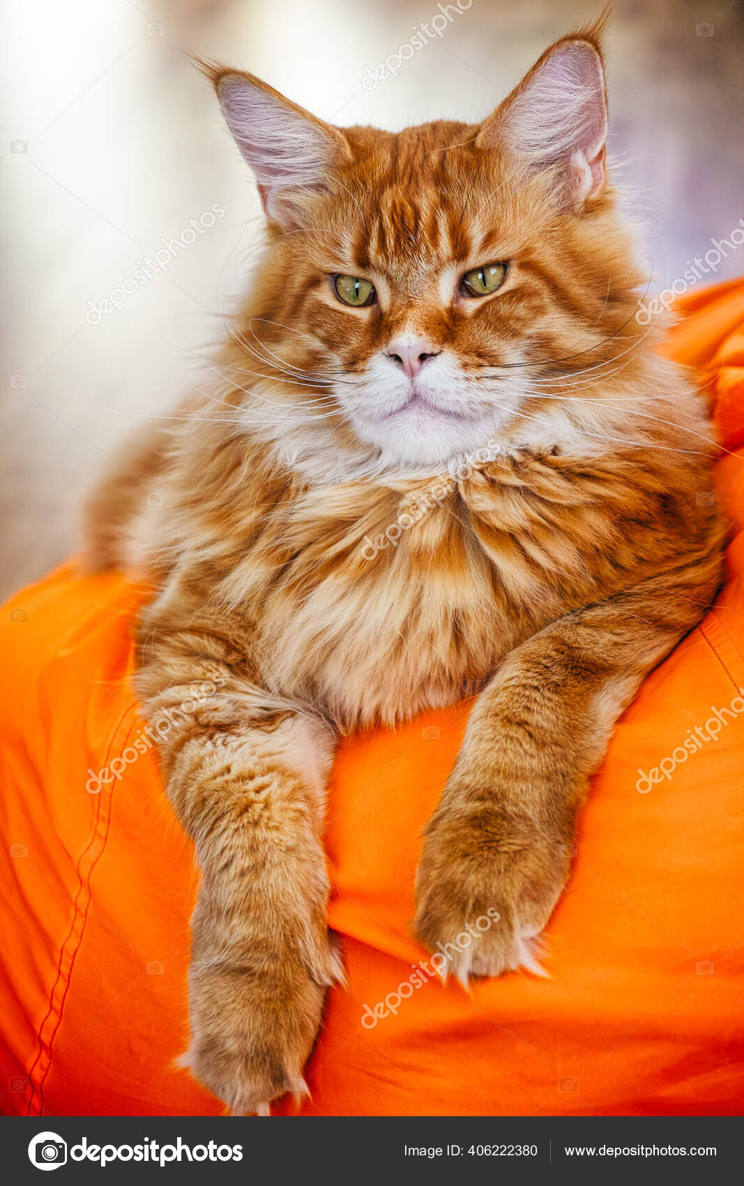 Orange Maine Coon Cat