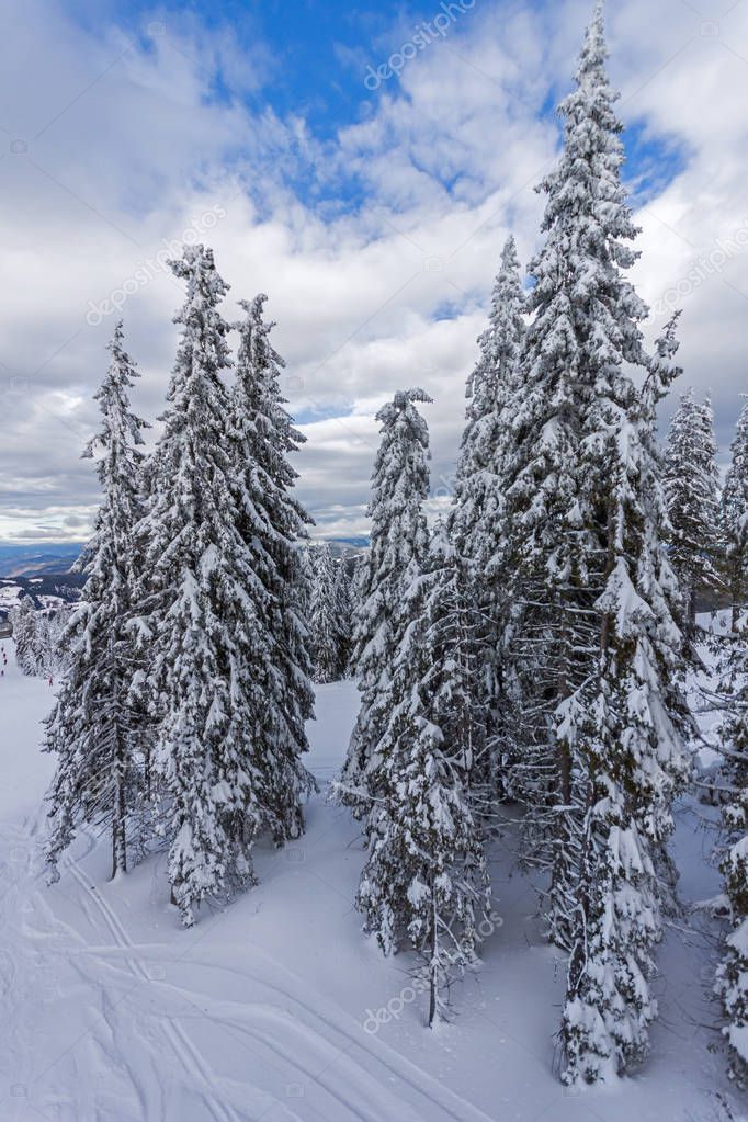 Paisaje invernal con pinos cubiertos de nieve en las montañas Rhodope ...
