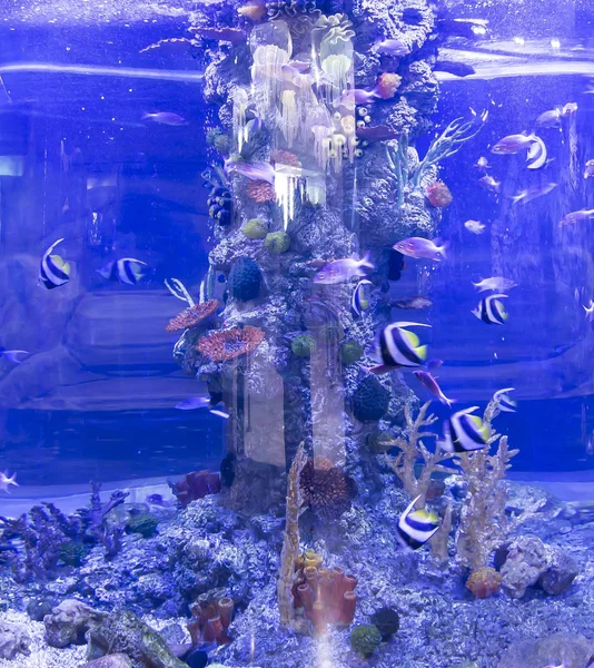 Beautiful fish tank Stock Photos, Royalty Free Beautiful fish tank ...