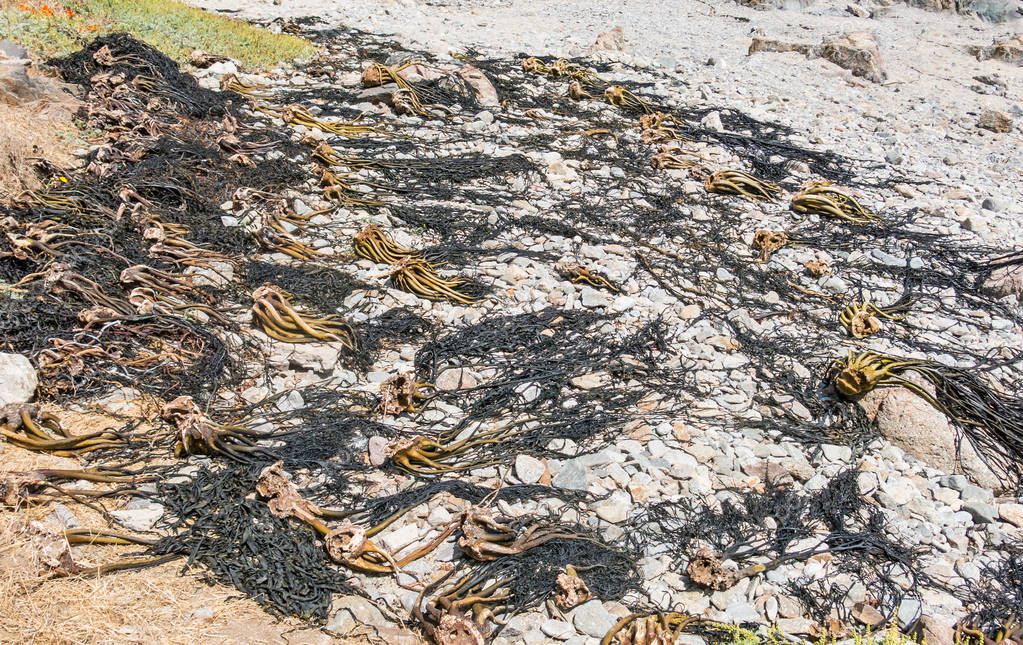Proceso de extracción y secado de algas marinas, en la costa chilena 2023