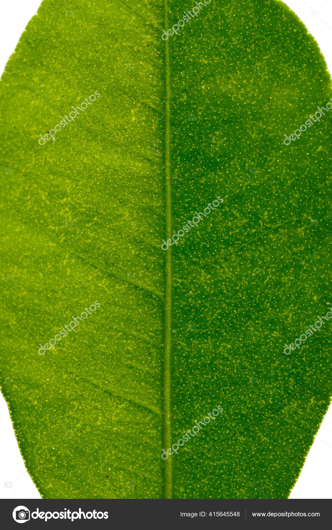 Green Leaf Texture Tangerine Tree Isolated White — Stock Photo ...