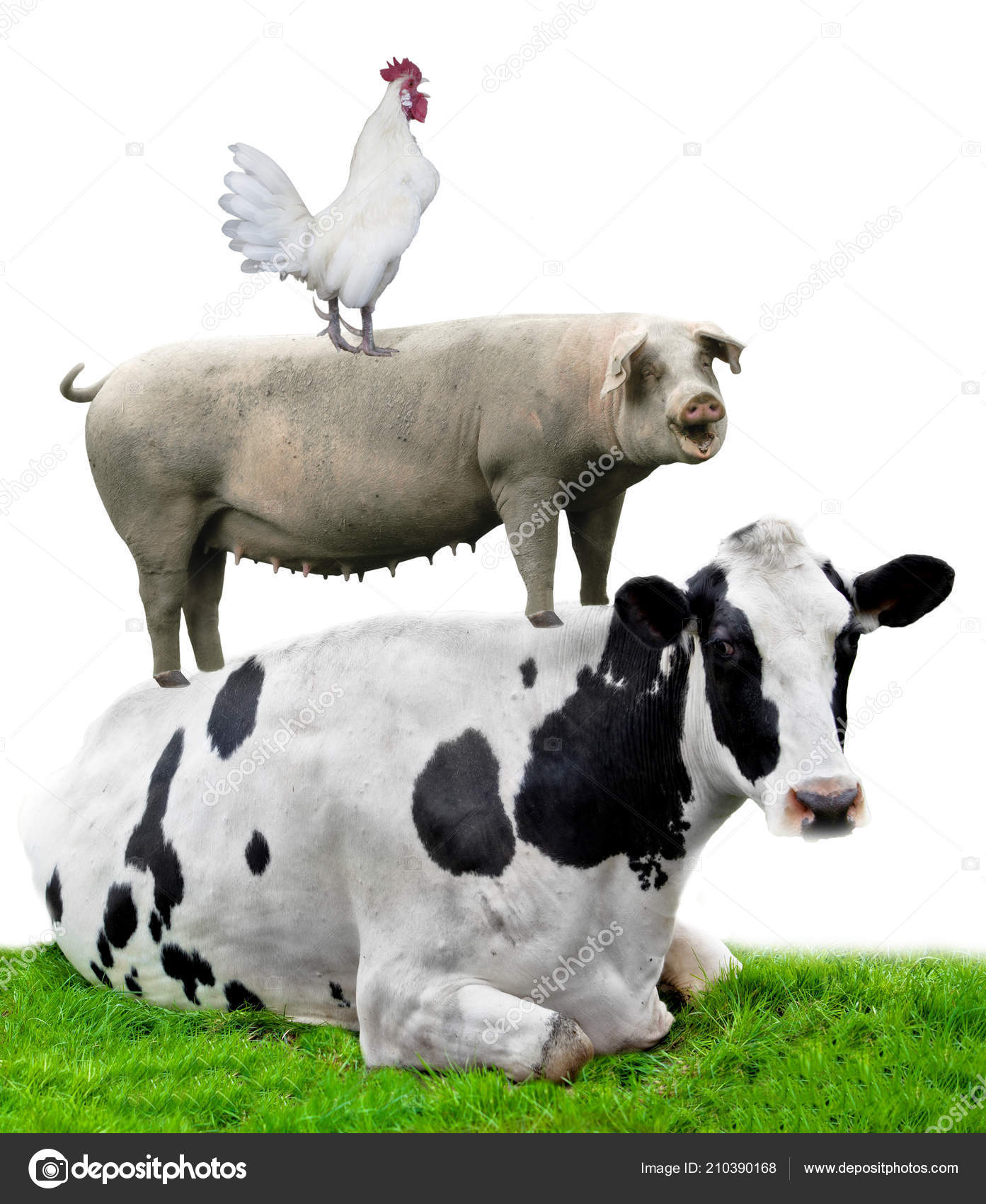 Farm Animals Cow Pig Chicken Stand Each Other Stock Photo by ©ewastudio ...
