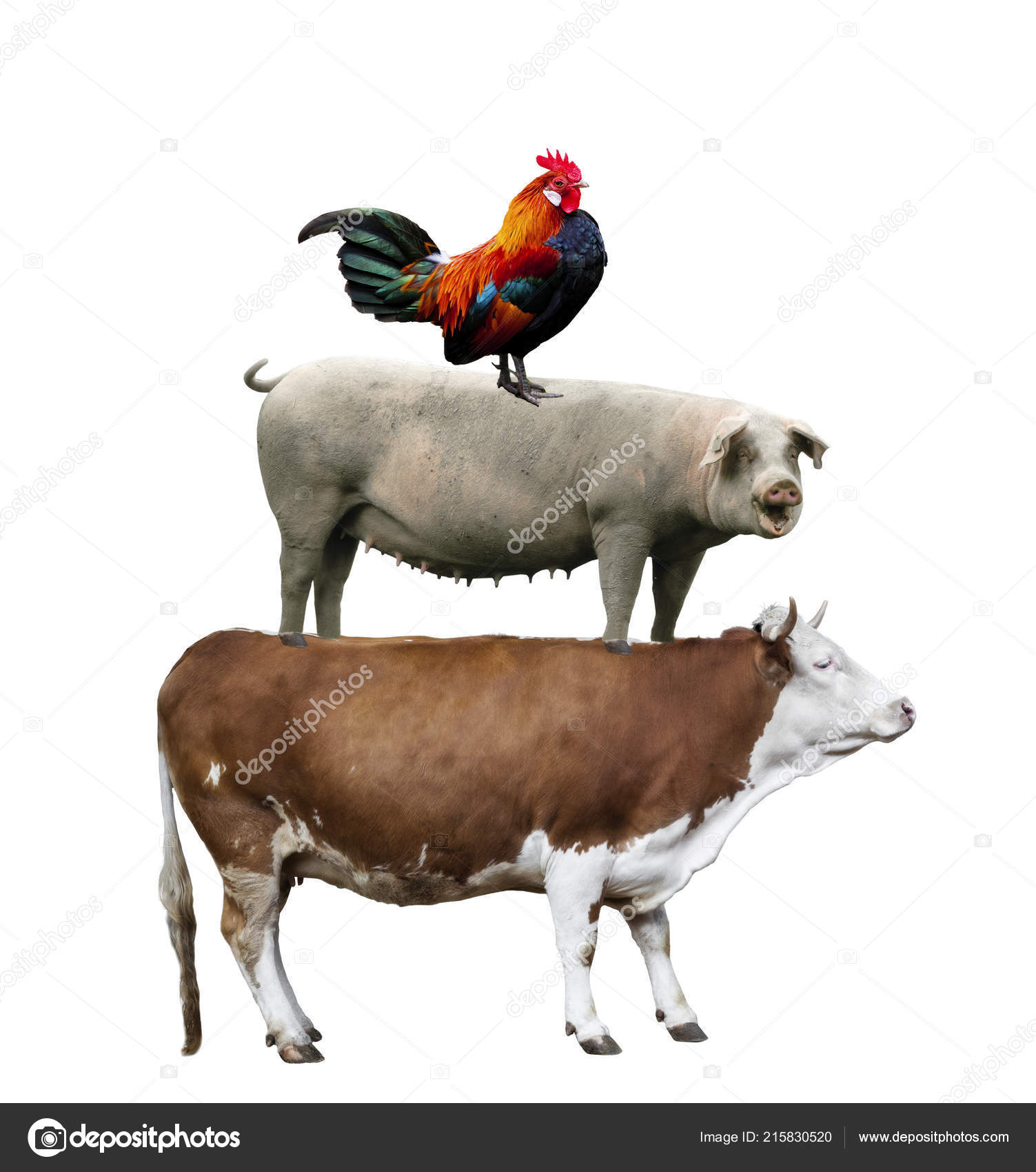 Real Farm Animals Chickens