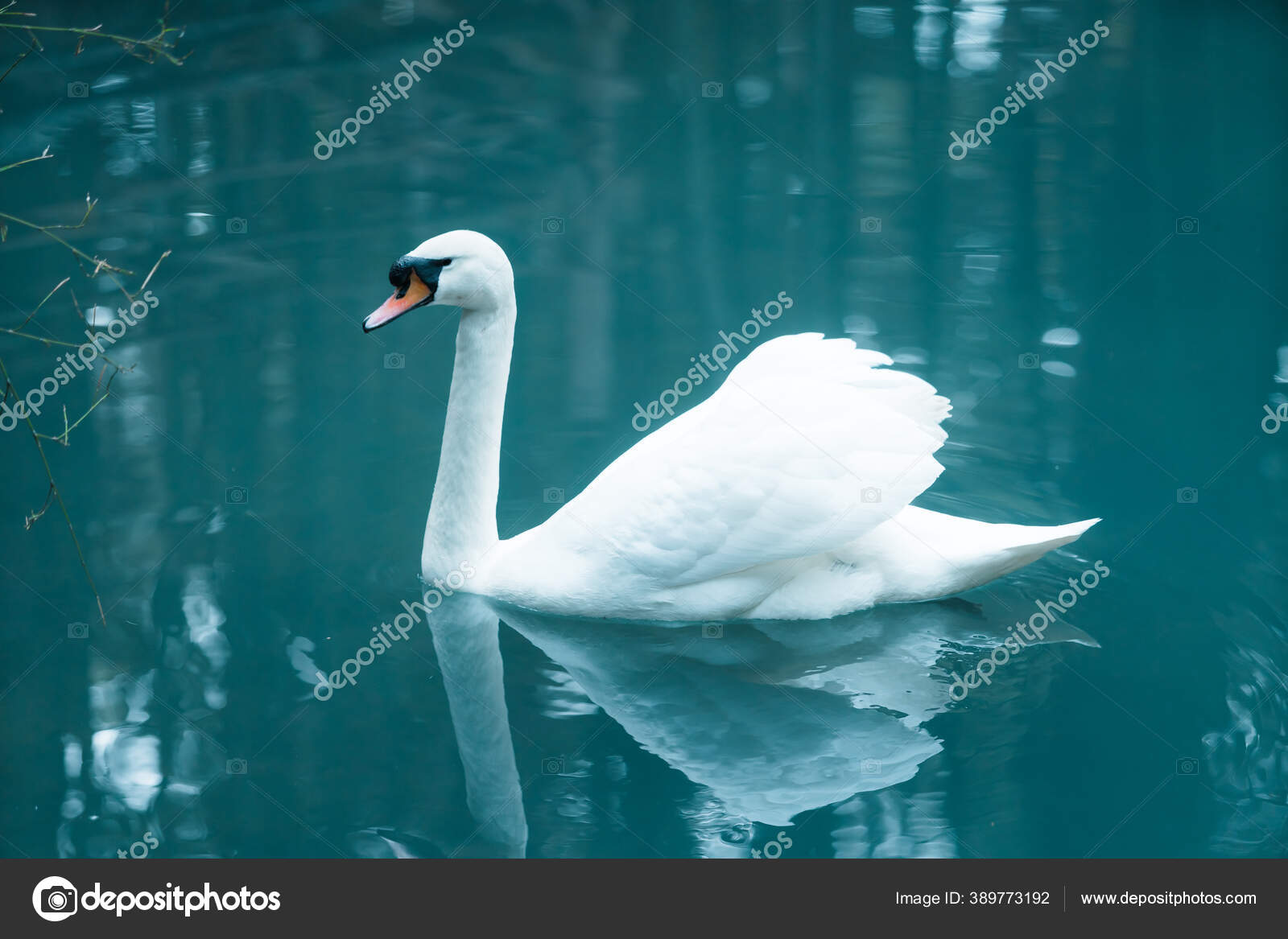 Beautiful White Swan Floating Sea — Stock Photo © ewastudio #389773192