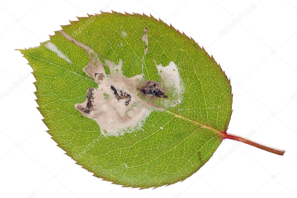 El pájaro de los chubascos regañado en una hoja de flor de rosa verde ...
