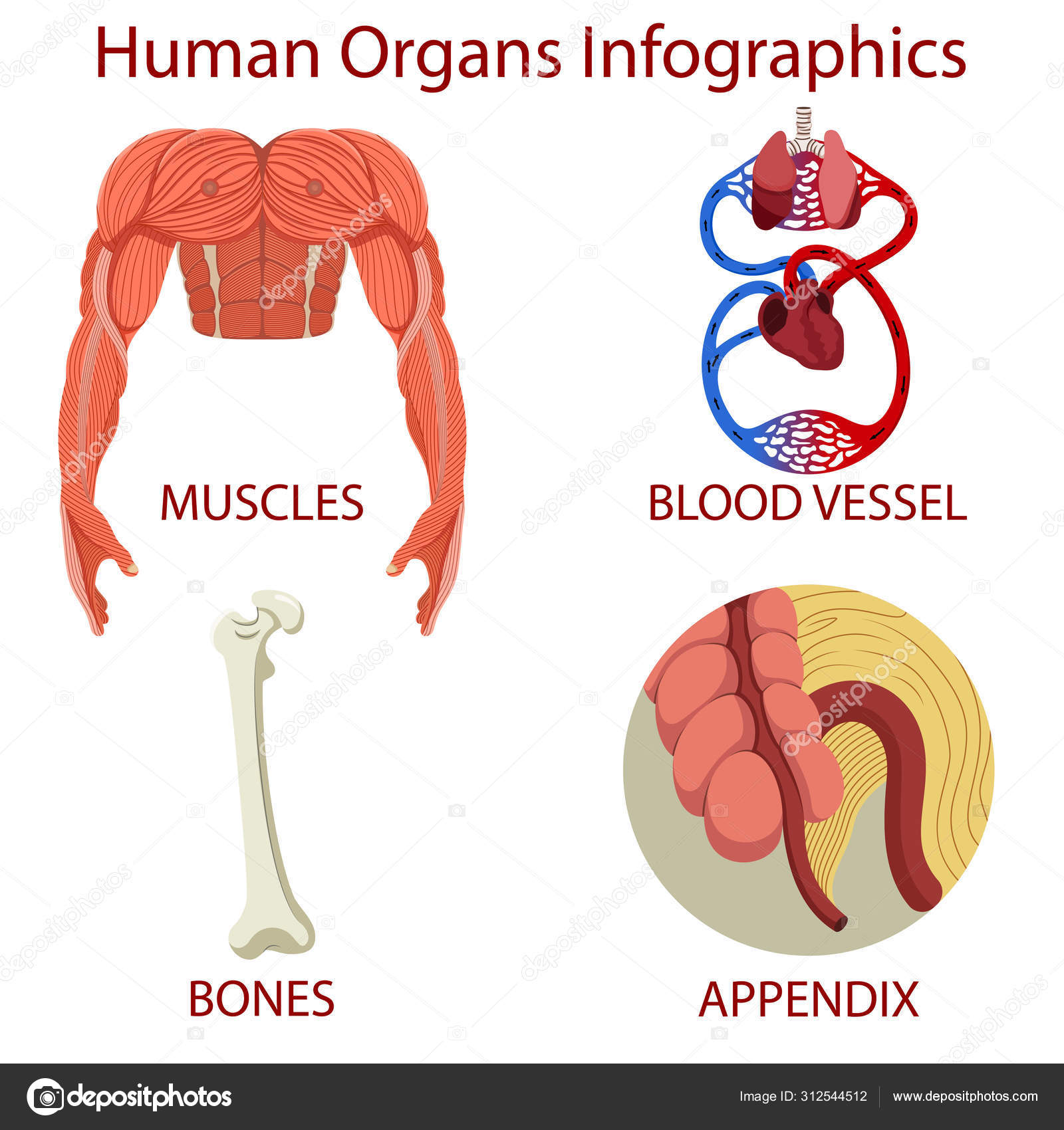 Human Organs Infographics Isolated White Background Stock Vector Image ...