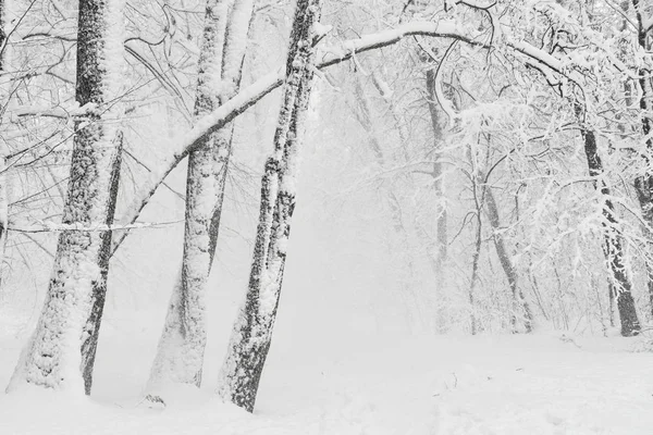 Snowfall in the winter forest. Deep snow and snow covered trees - Stock ...
