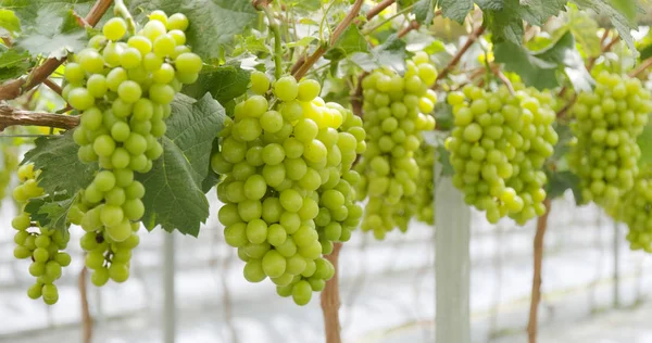 Fresh green grape farm - Stock Image - Everypixel
