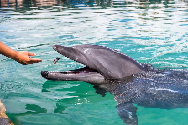 Feed the dolphins Stock Photos, Royalty Free Feed the dolphins Images ...