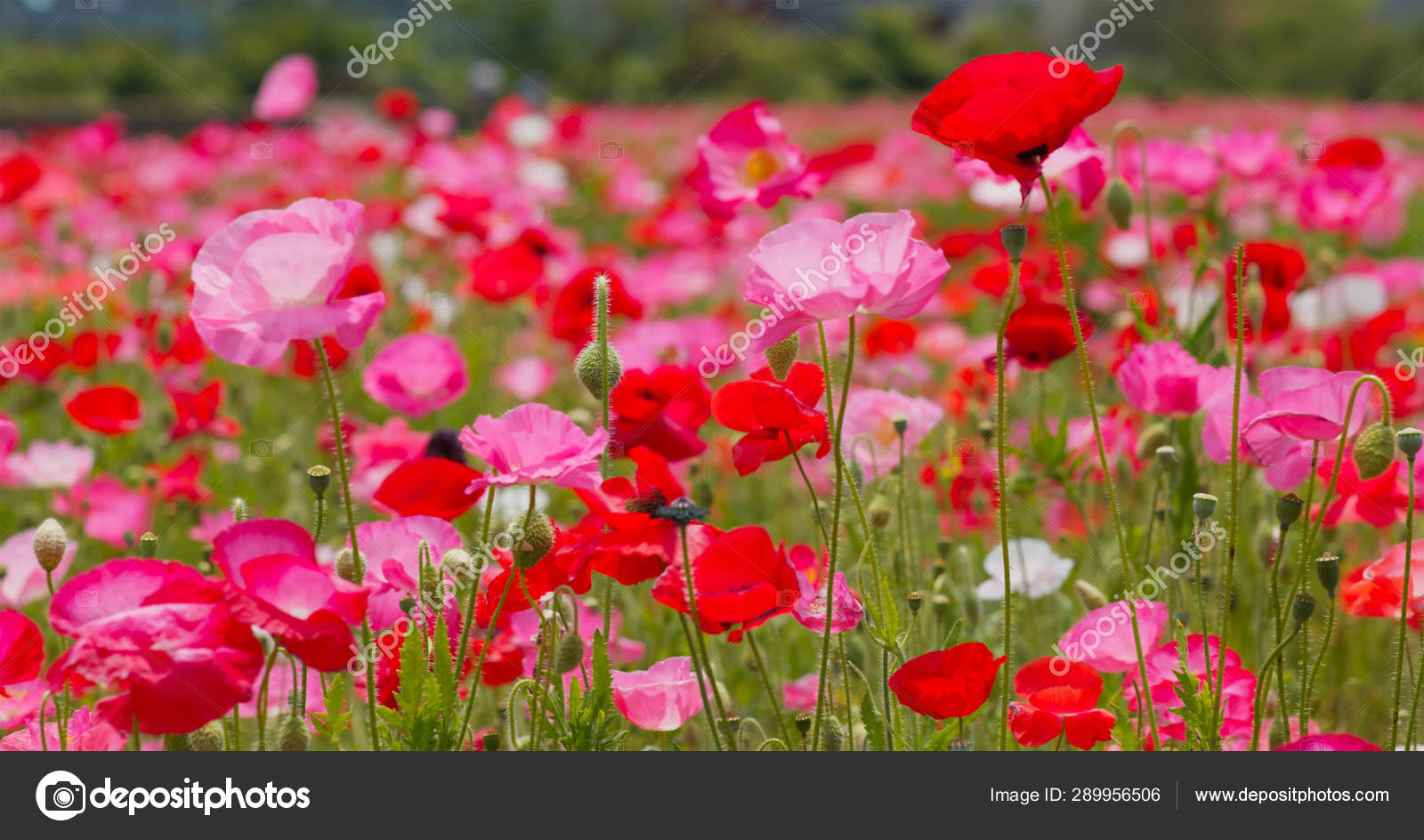Pink Poppy Flower Field
