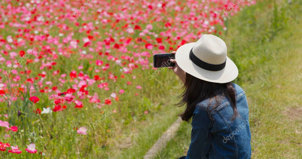 Mujer tomar foto con el tel fono celular en el jard n de flores de amapola 2024