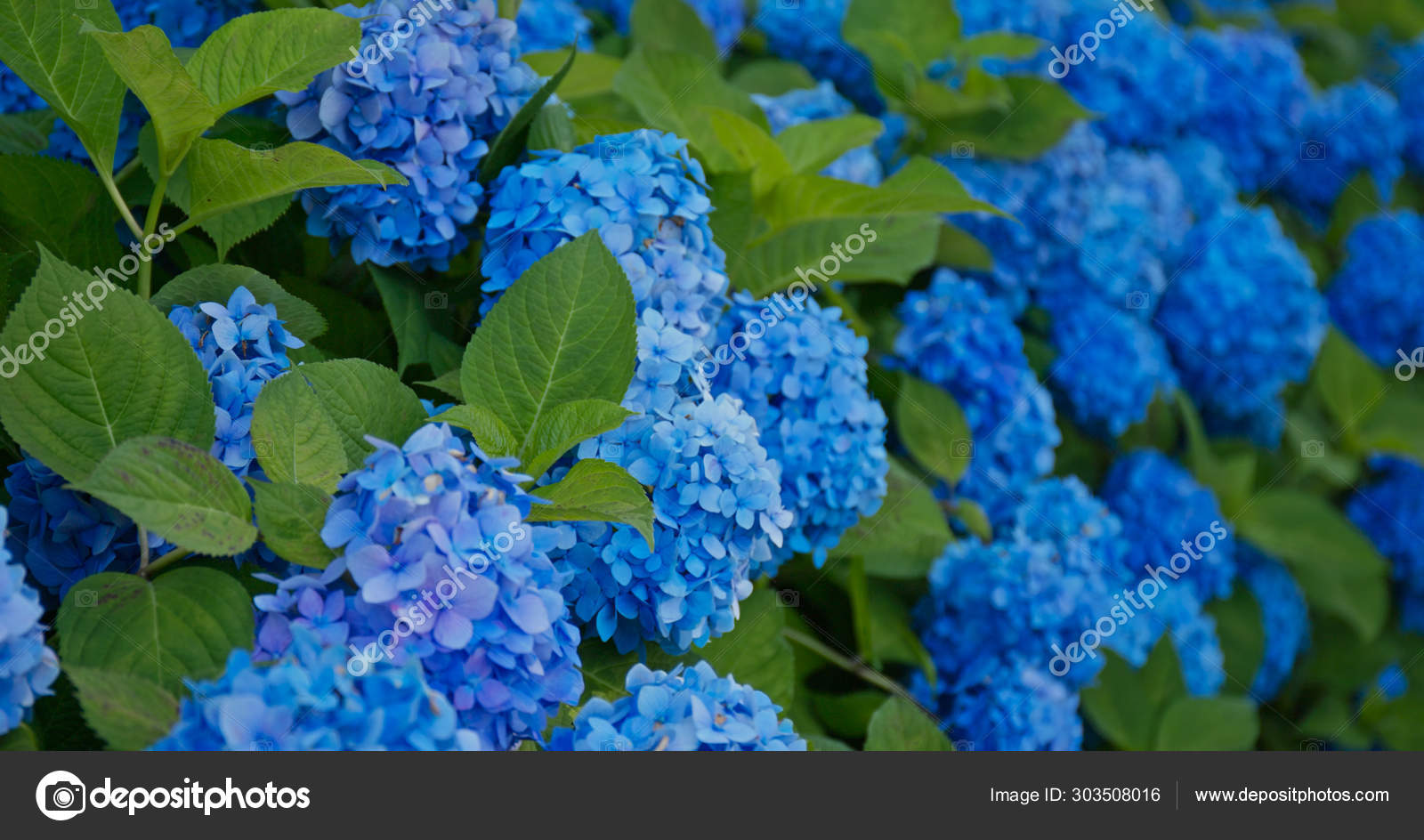 Hydrangea flower garden in blue — Stock Photo © leungchopan #303508016
