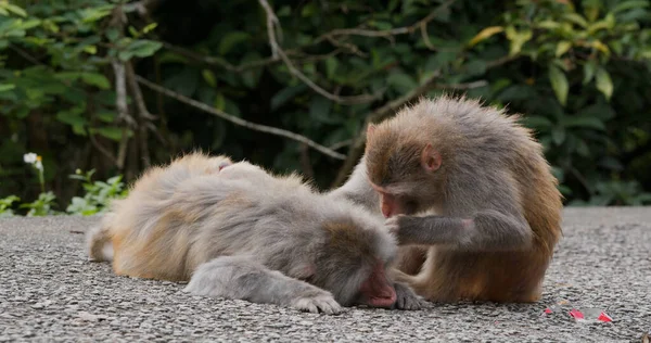 Delousing Stock Photos, Royalty Free Delousing Images | Depositphotos