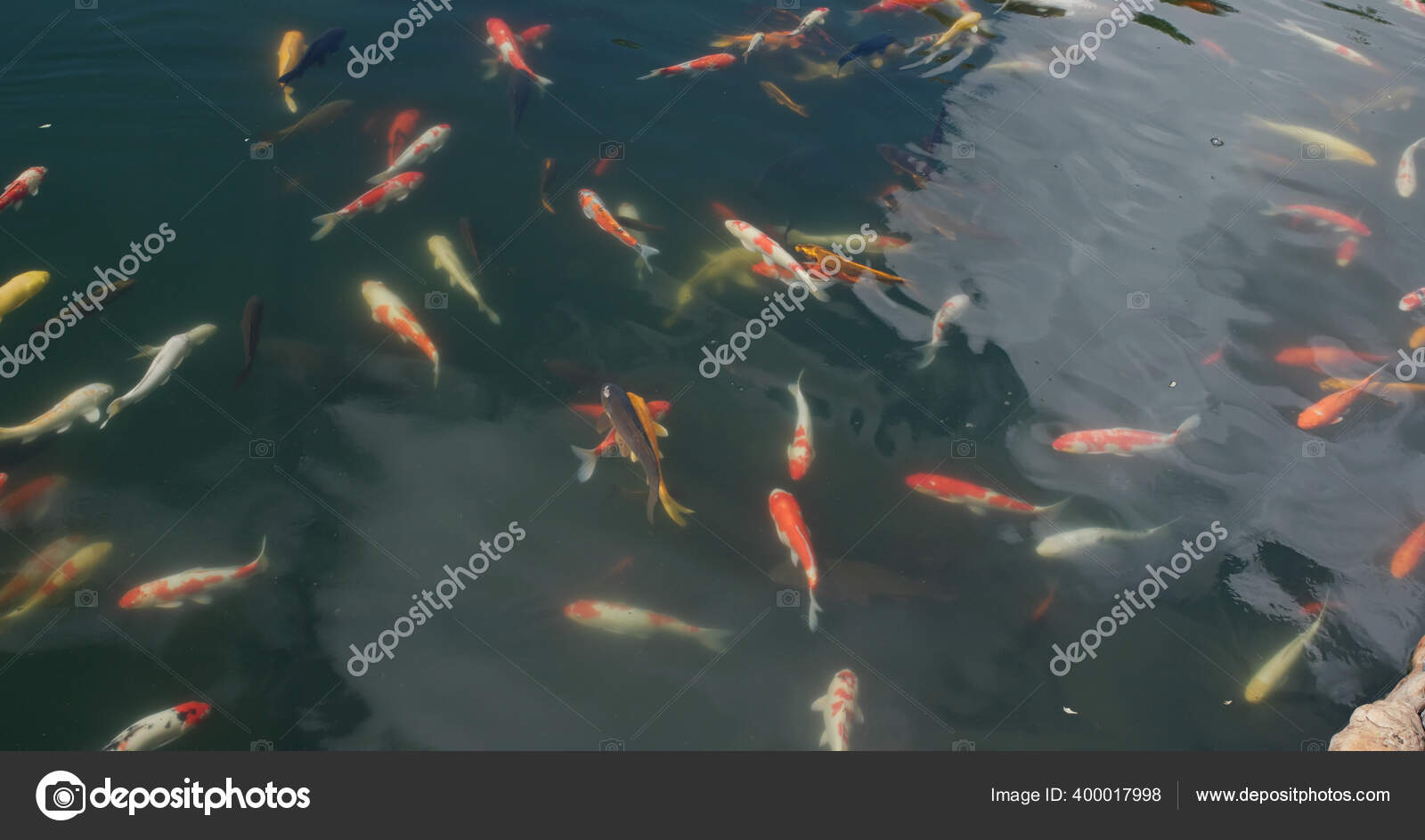 Koi Fish Swim Water Pond — Stock Photo © leungchopan #400017998