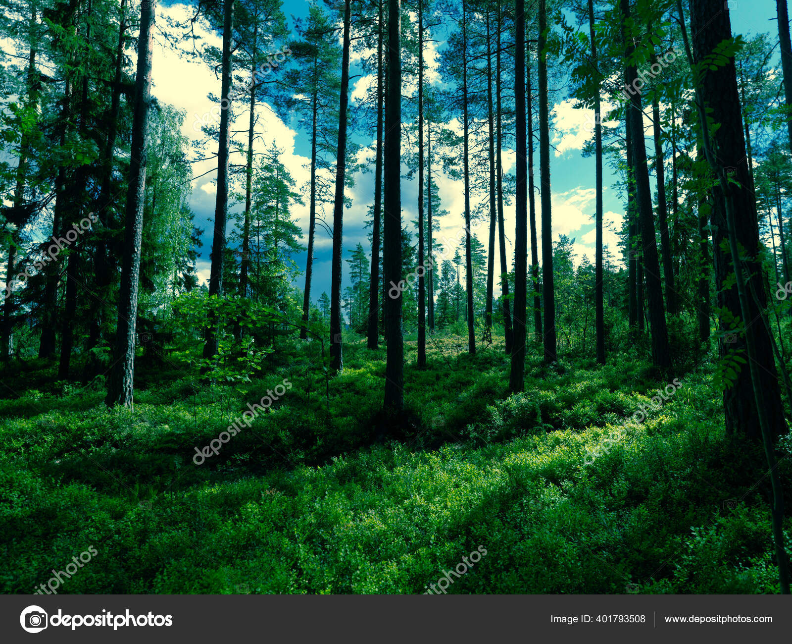 Beautiful Green Forest Background Stock Photo by ©londondeposit 401793508