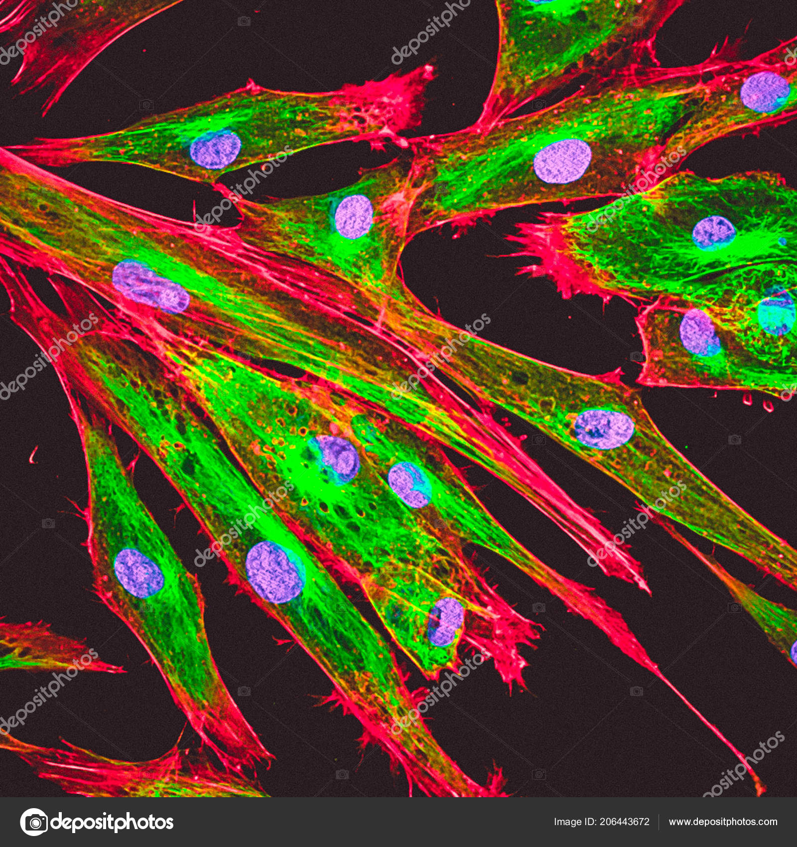 Real Fluorescence Microscopic View Human Skin Cells Culture Nucleus ...