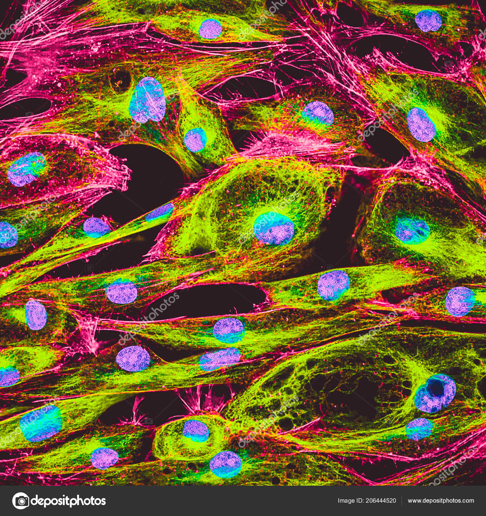 Skin Cell Under Microscope