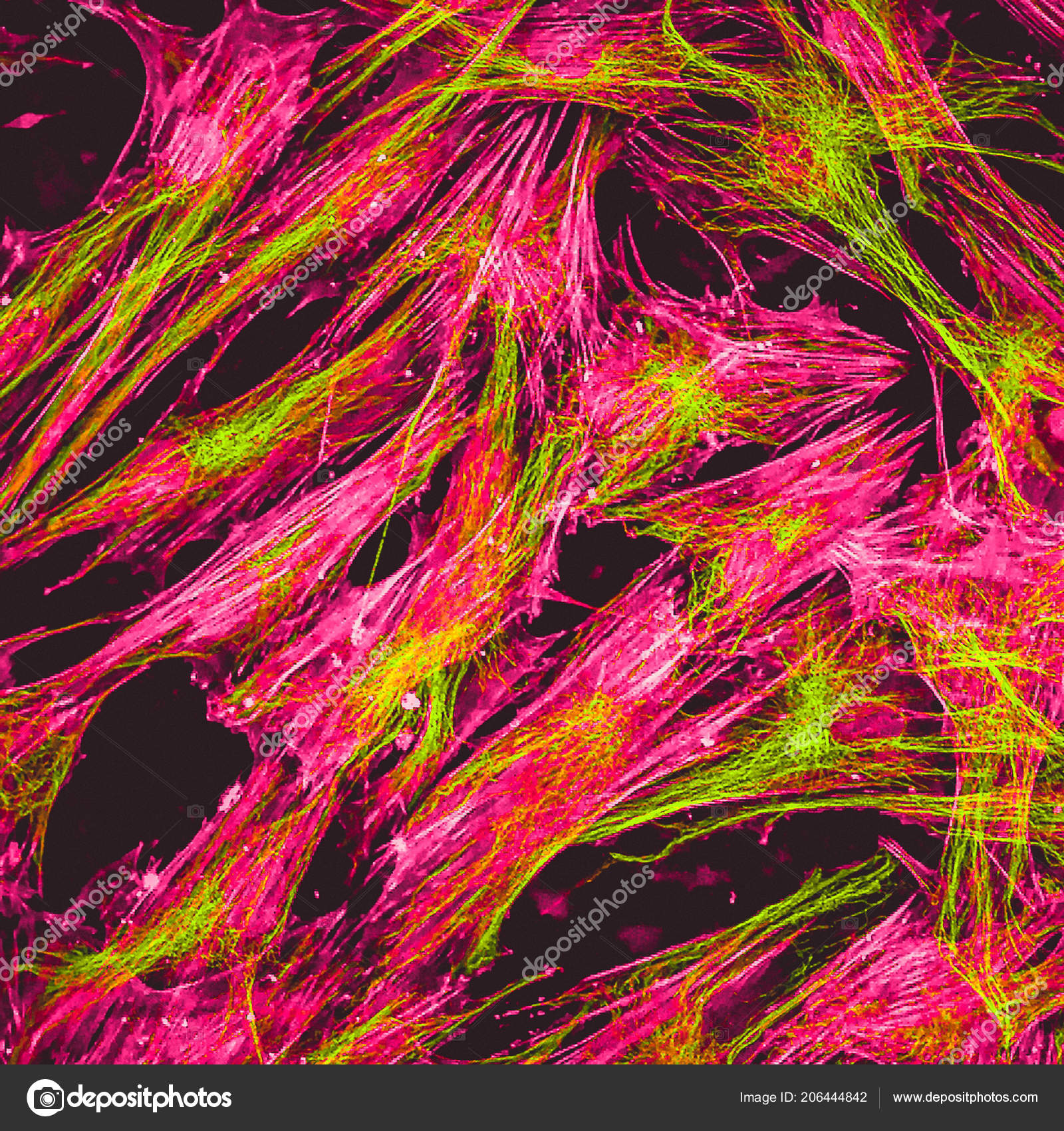 Real Fluorescence Microscopic View Human Skin Cells Culture Actin ...