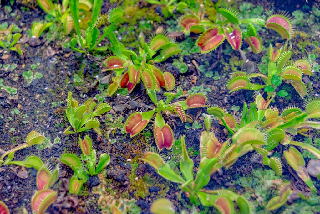 Venus flytrap salvaje creció en el suelo 2024