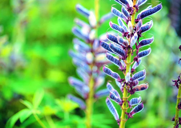 Indigo weed Stock Photos, Royalty Free Indigo weed Images | Depositphotos