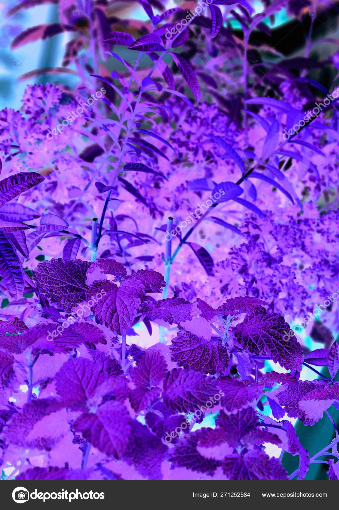 Background Image Herbal Plants Health Stock Photo by ©chiangidj 271252584