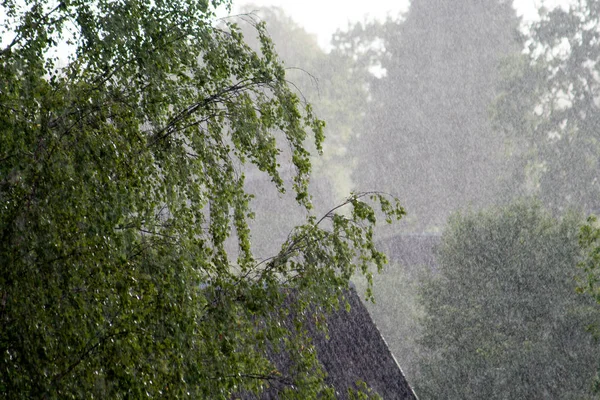 Rain Falling On Trees