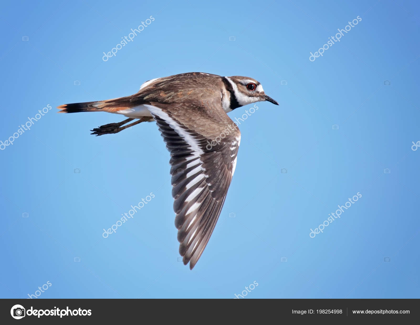 Killdeer Flying Blue Sky Stock Photo by ©graphicphoto 198254998