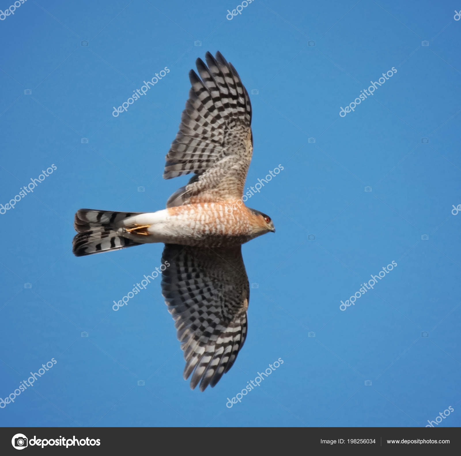Sharp Shinned Hawk Flying