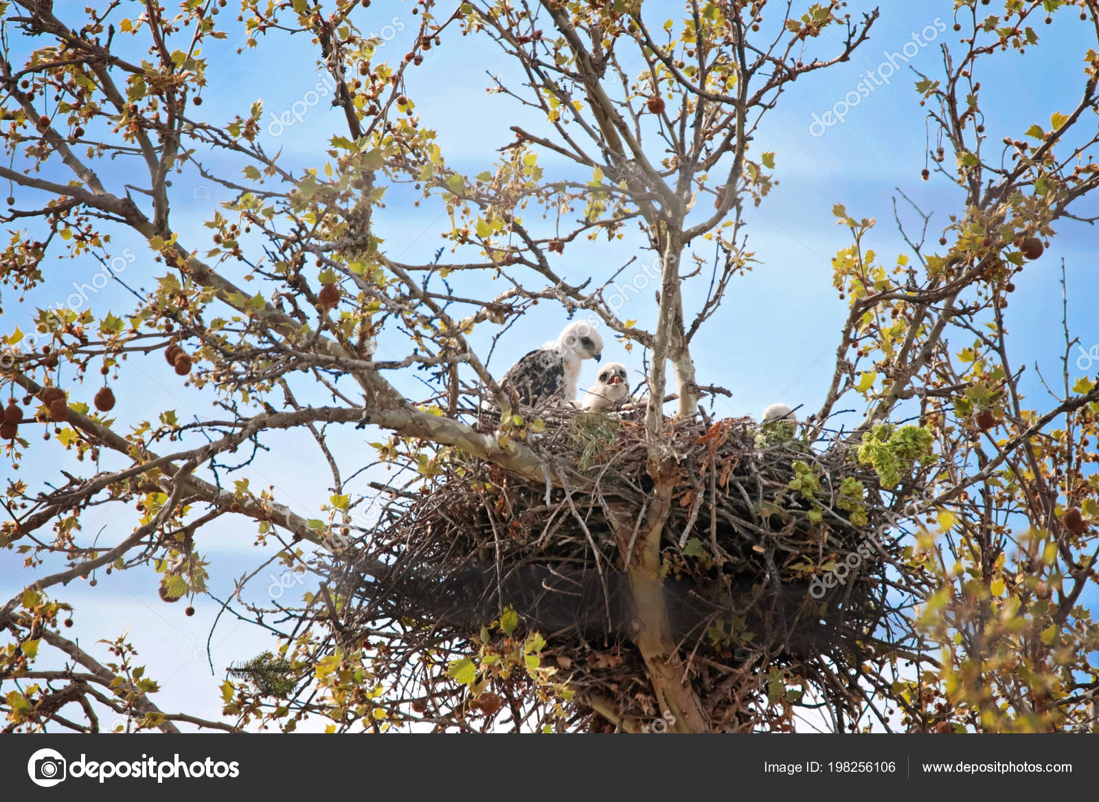 Two Baby Red Tailed Hawks Sitting Nest Tree Stock Photo by ...