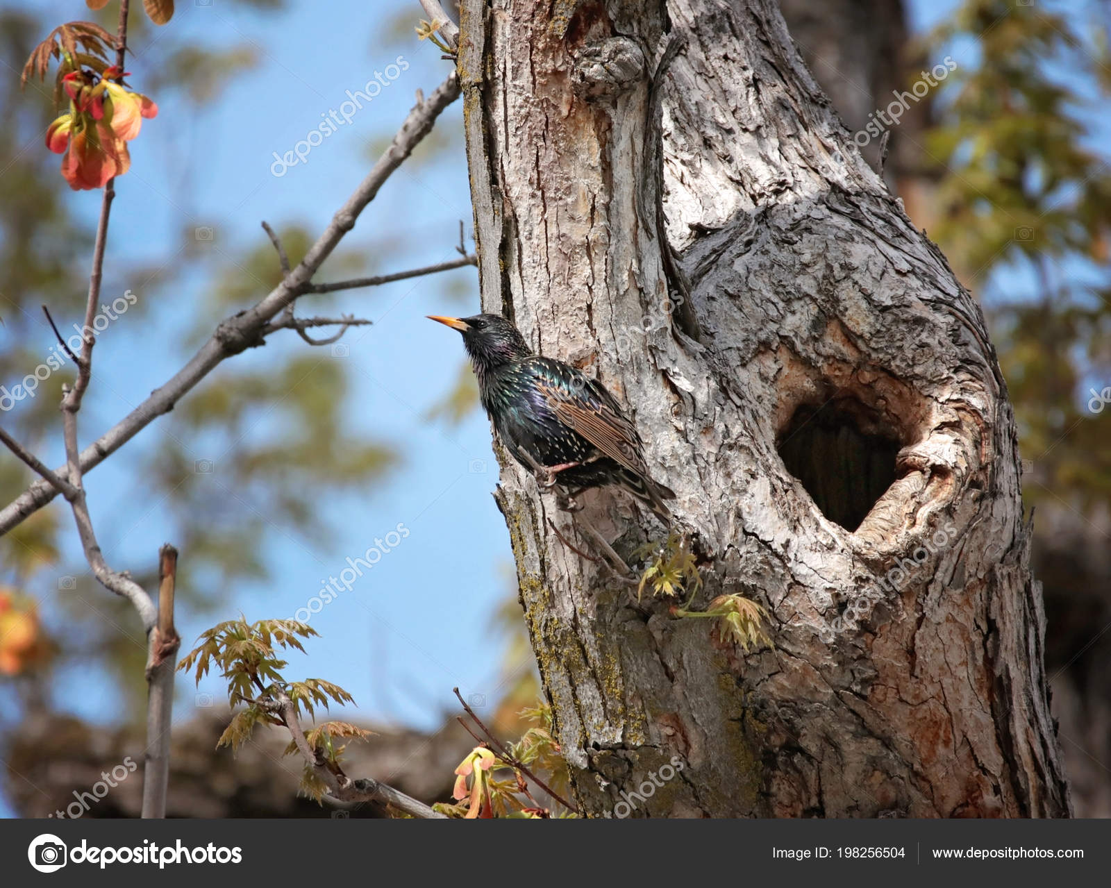 Starling Sitting Next Open Nest Tree Trunk — Stock Photo © graphicphoto ...