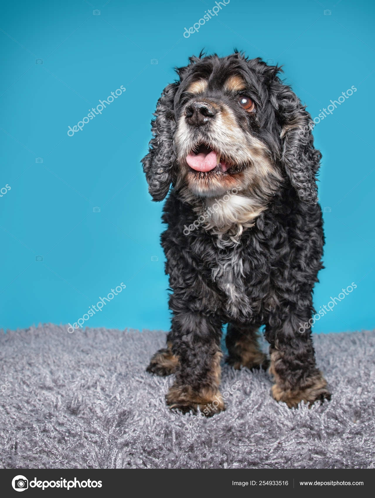 Cute Old Senior Cocker Spaniel Studio Shot Blue Background Stock Photo ...