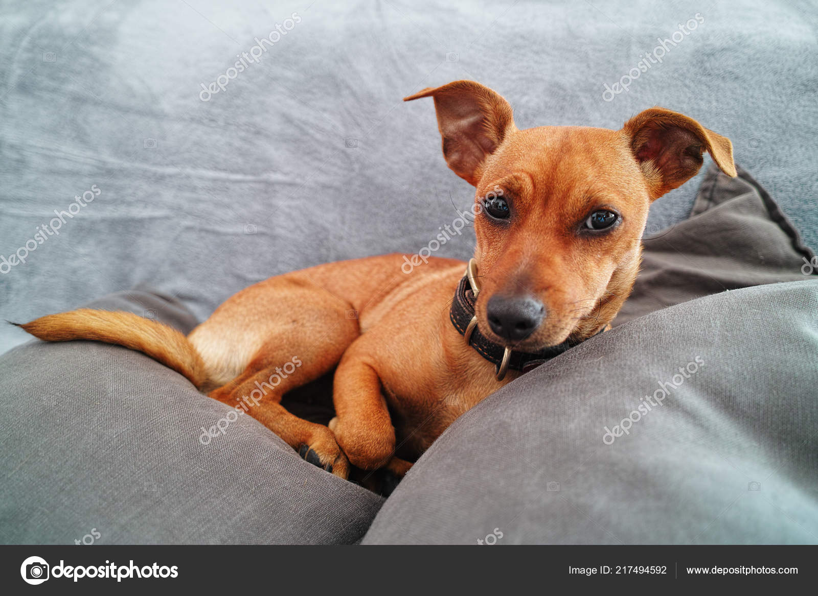 Brown And Tan Miniature Pinscher