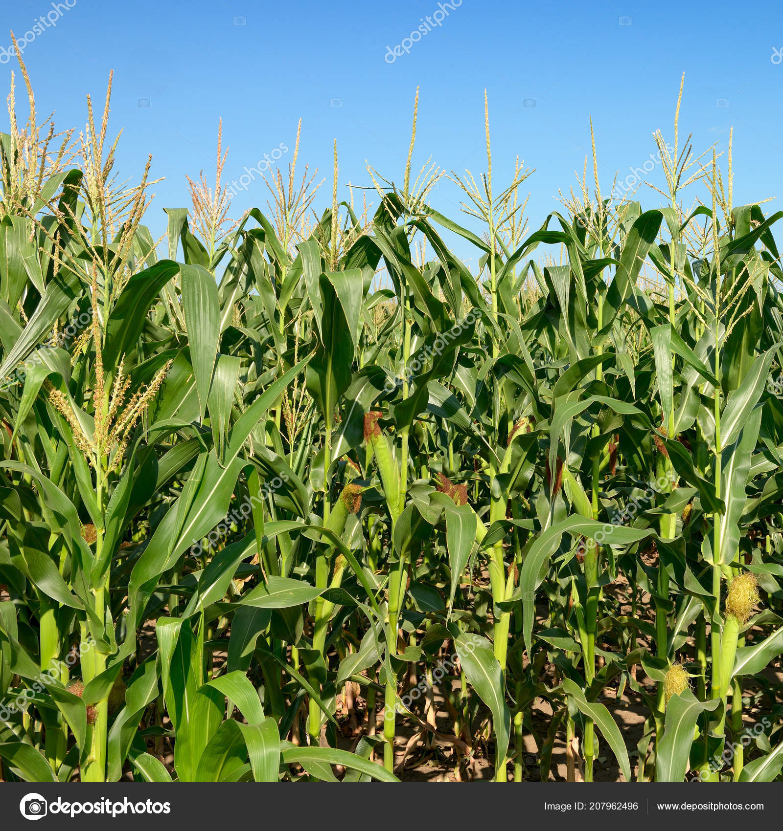 Maize Stalks Blue Sky Background Cornfield — Stock Photo © Serg64 ...