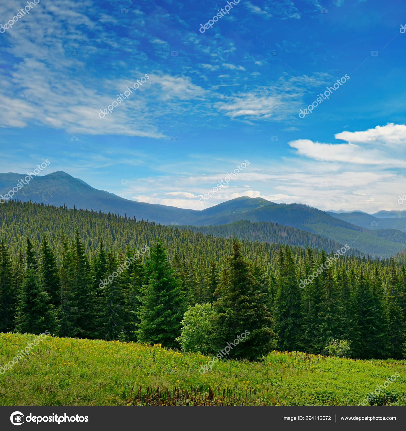 Beautiful Pine Tree Photography