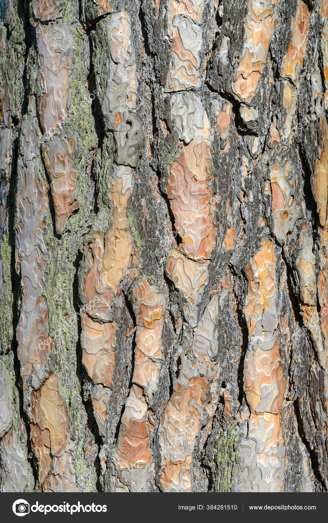 Shortleaf Pine Bark