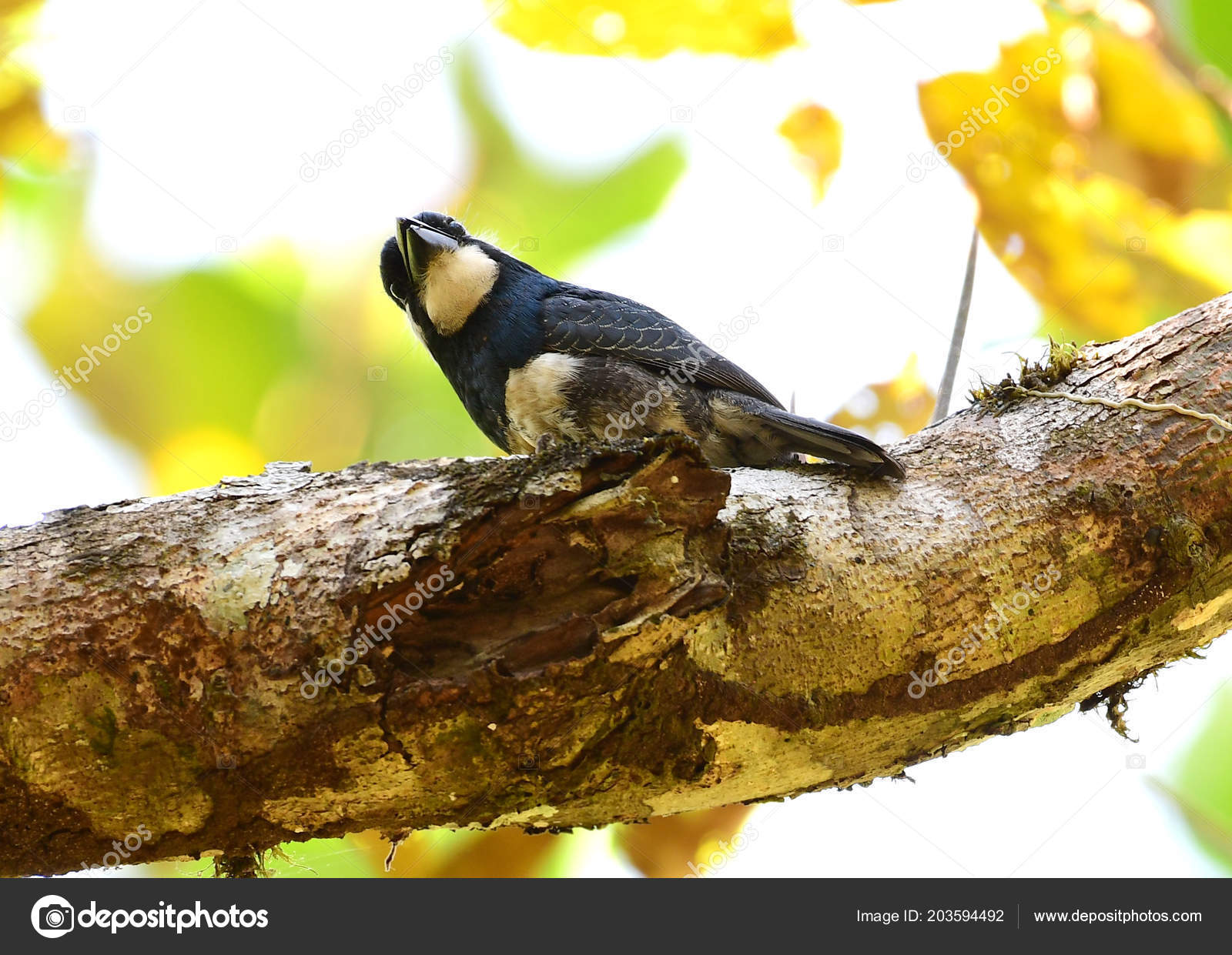 Black Breasted Puffbird Notharchus Pectoralis Looking Camera Perched ...