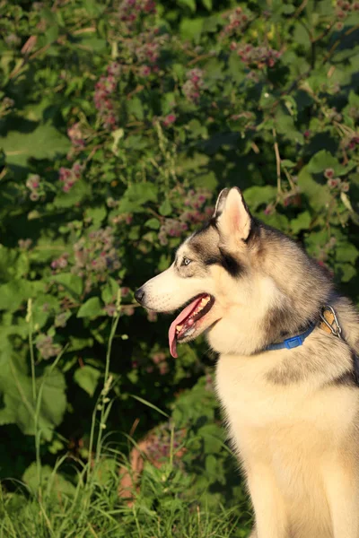 Lindo husky siberiano uivando images libres de droit, photos de Lindo ...