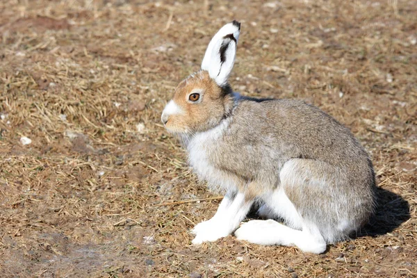 Black tailed jackrabbit Stock Photos, Royalty Free Black tailed ...