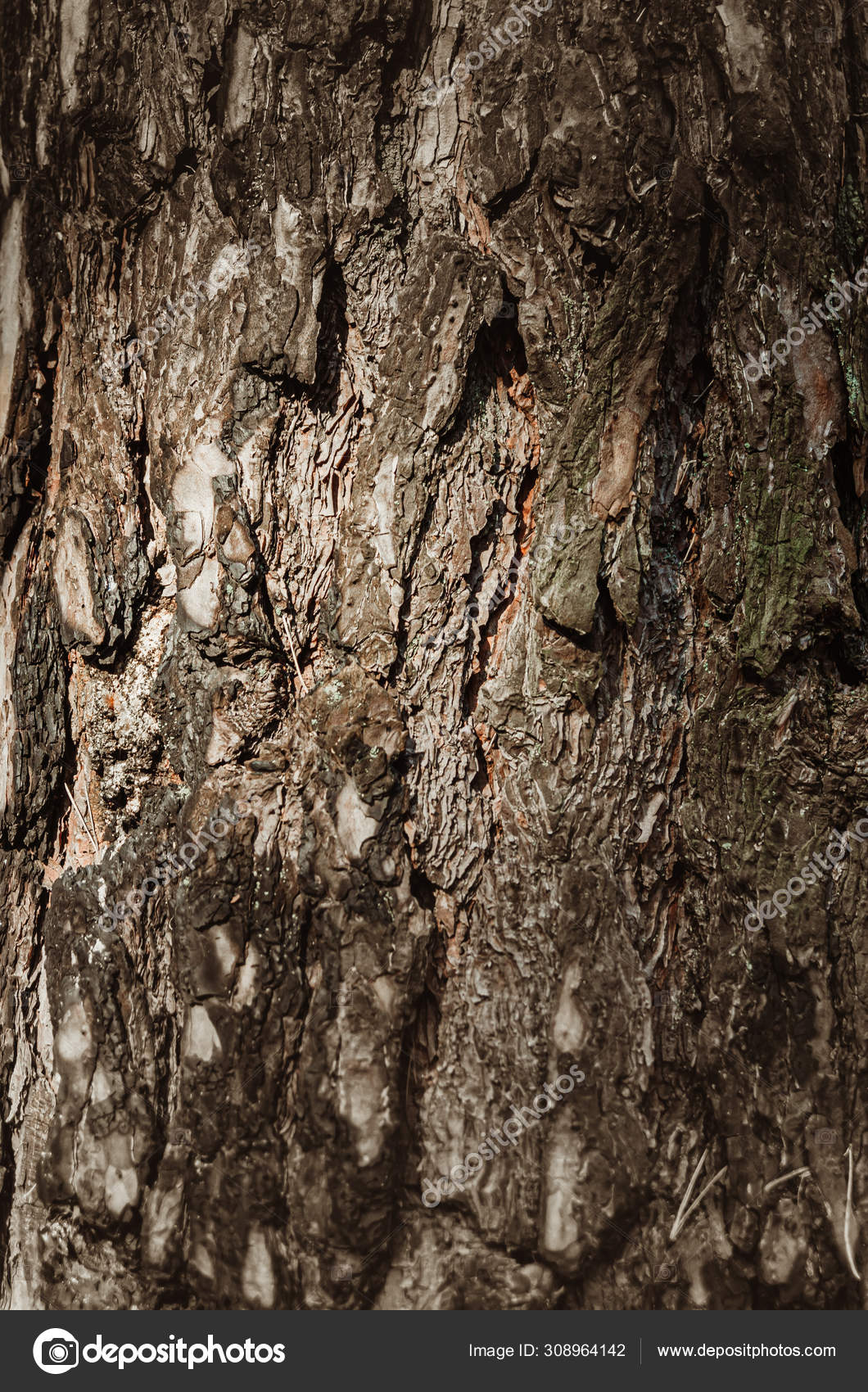 Abstract texture - tree bark. Tree bark in the forest in natural ...